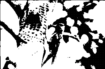 Photo Gallery in Hardwod Defect Trainer